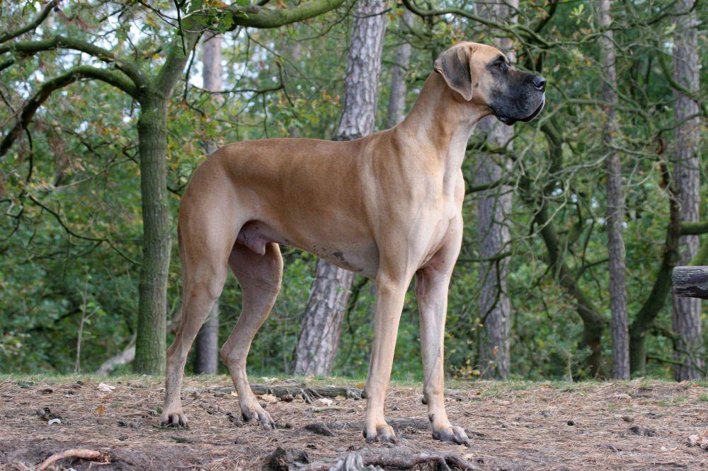 Doggen Fotos und Bilder