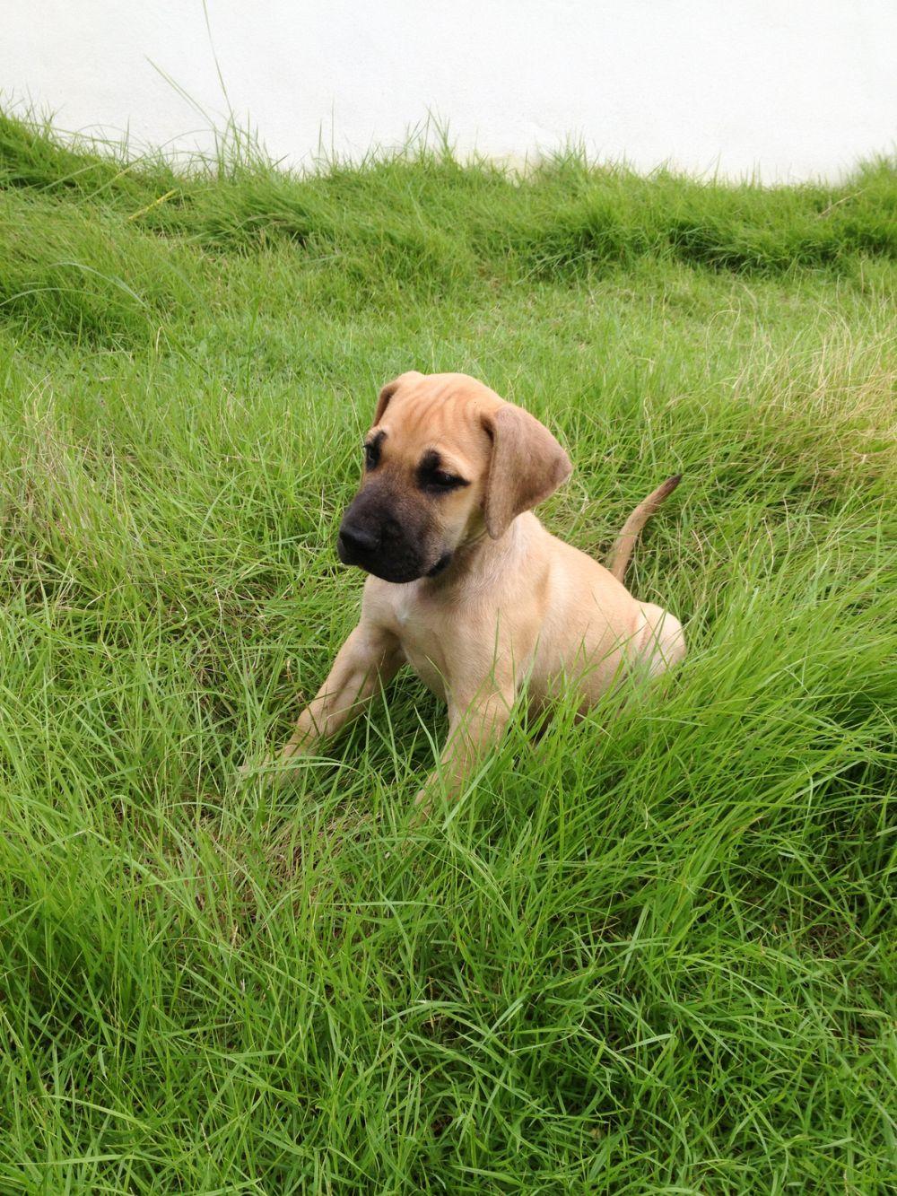 Dogge Welpen - MeineDogge.de